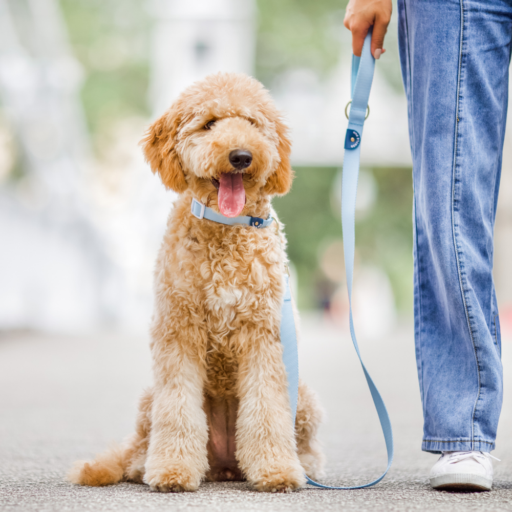Gentle Pup Leash Lite Collection – beige + bright